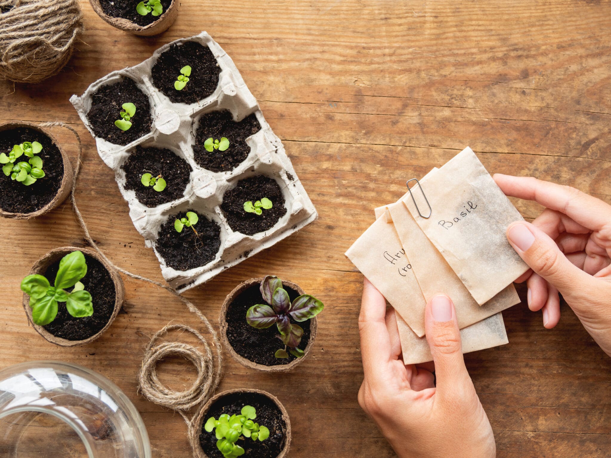 5 Cheap Substitutes for Seedling Trays - Frugal Gardening