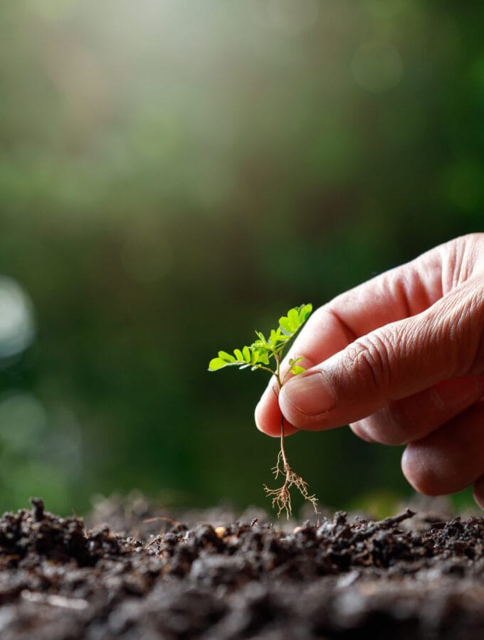 Profitable Greenhouse Crops: Money in Your Pockets - Frugal Gardening