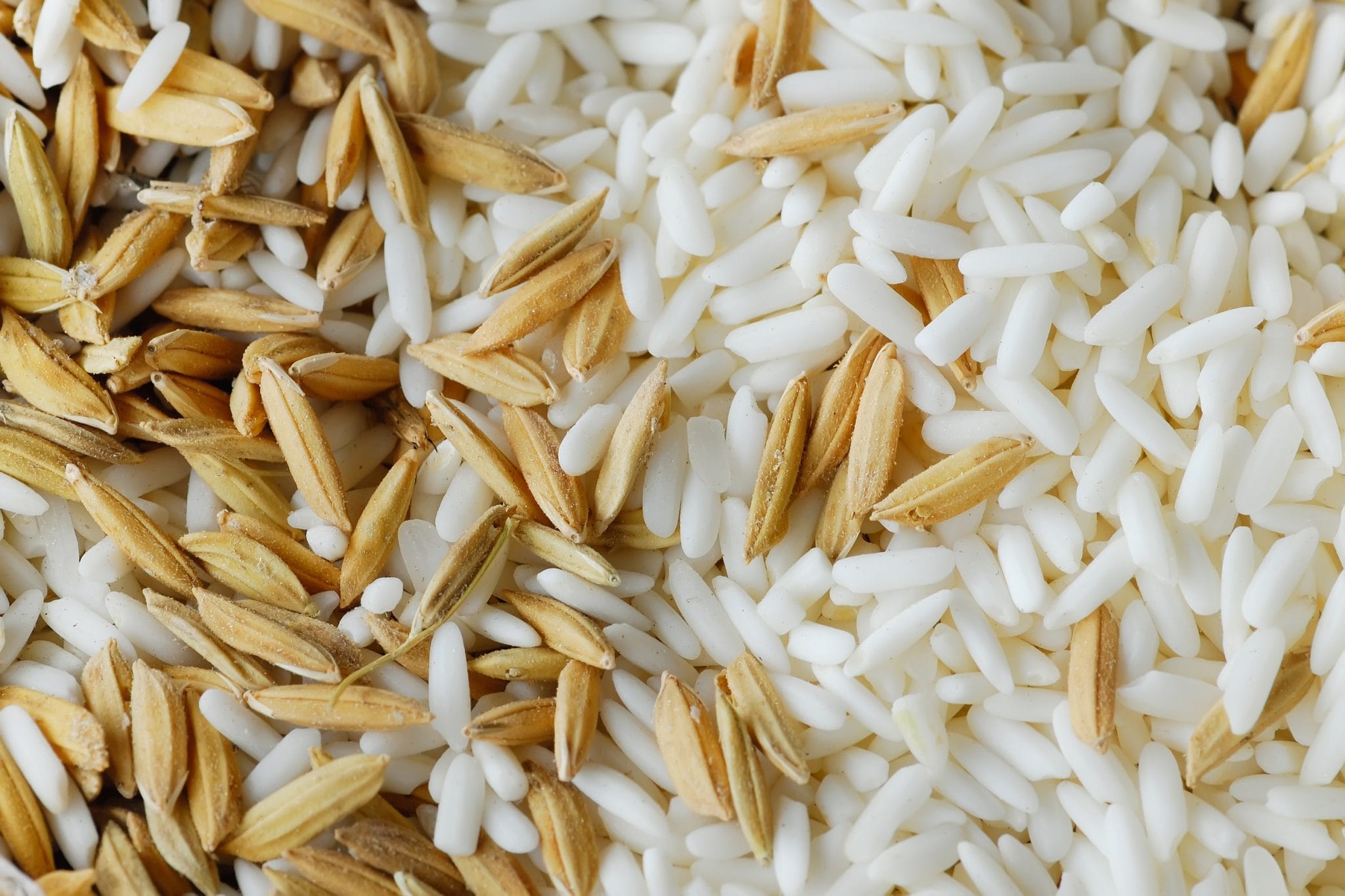 Top 13 Benefits of Using Rice Hulls in Gardening