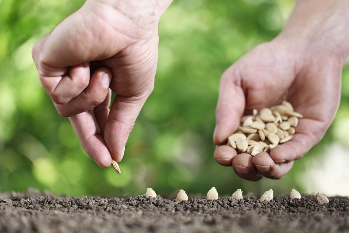 5 Fast Growing Seeds for Beginner Gardeners - Frugal Gardening