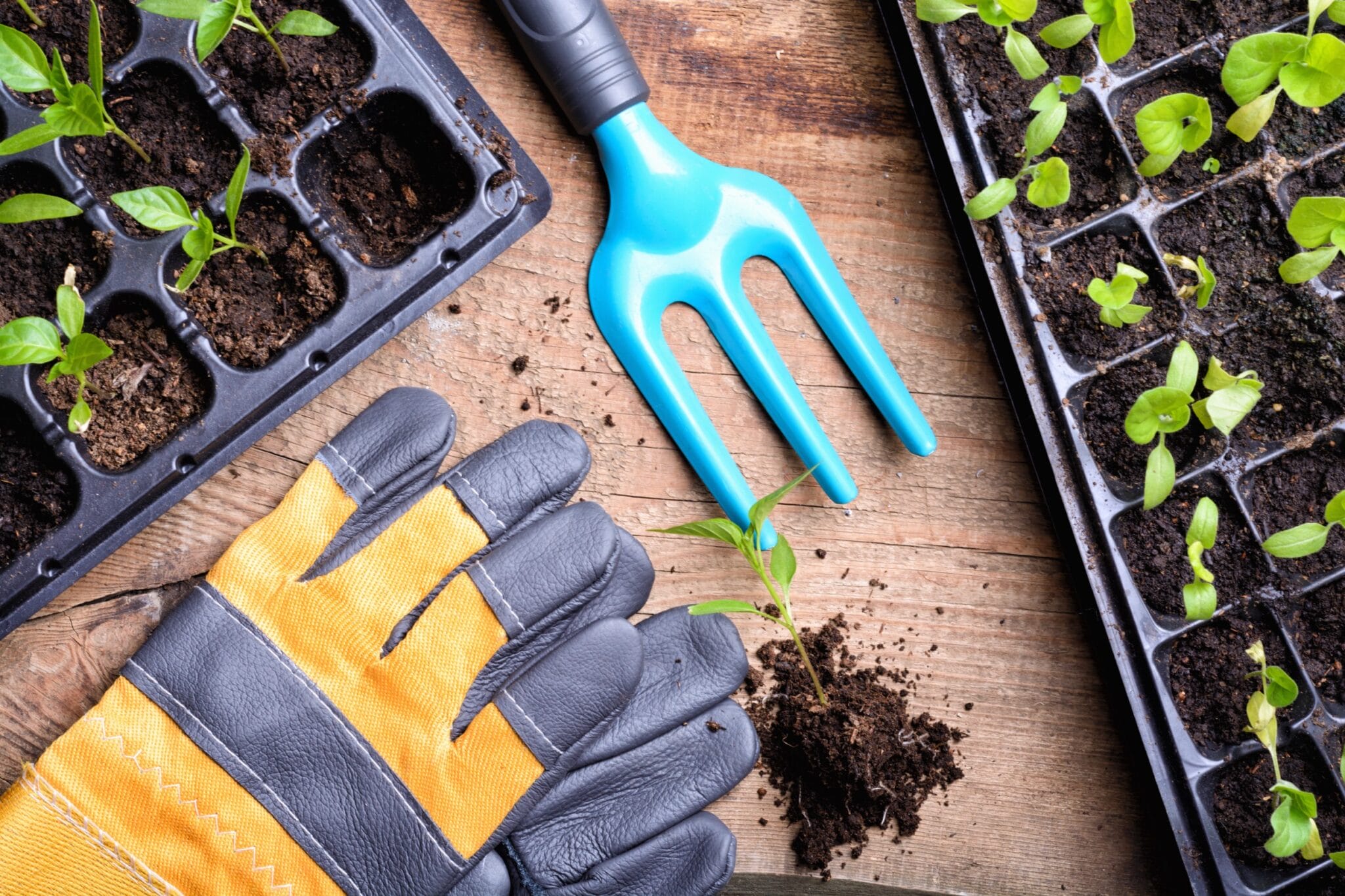 Don't Do That! 9 Pieces of Bad Gardening Advice to Ignore - Frugal ...