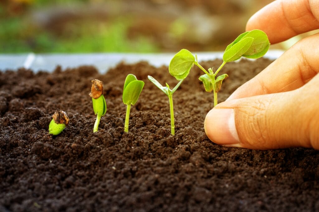 5 Compelling Reasons to Purchase Seeds Over Harvesting from Fruits ...