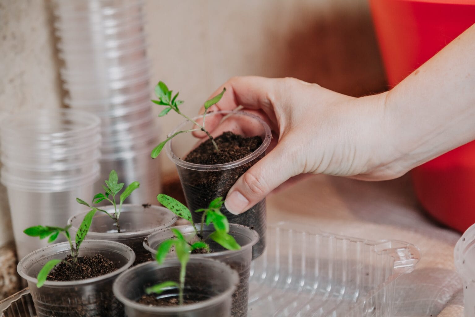 From Paper Towel to Potting Soil: The Ideal Time to Transplant Your ...