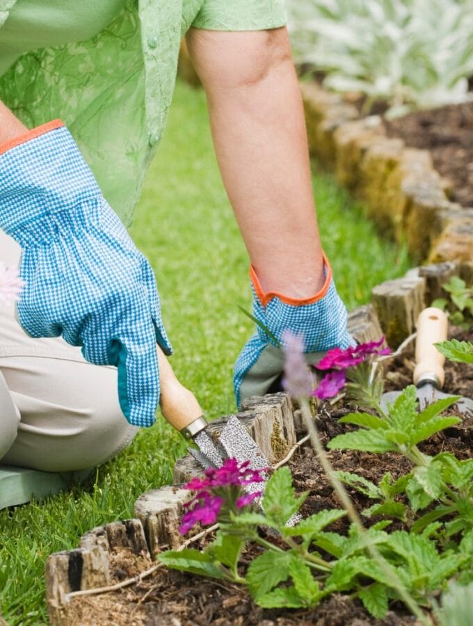 6 Inexpensive Grow Lights for Indoor Plants - Frugal Gardening