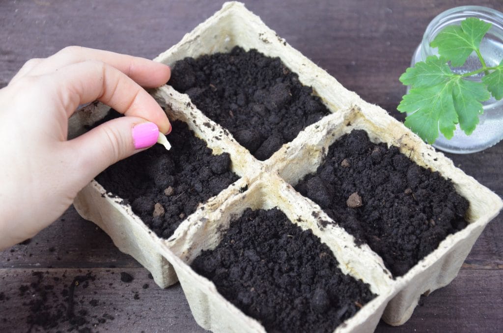 How To Get Free Seeds From The Government