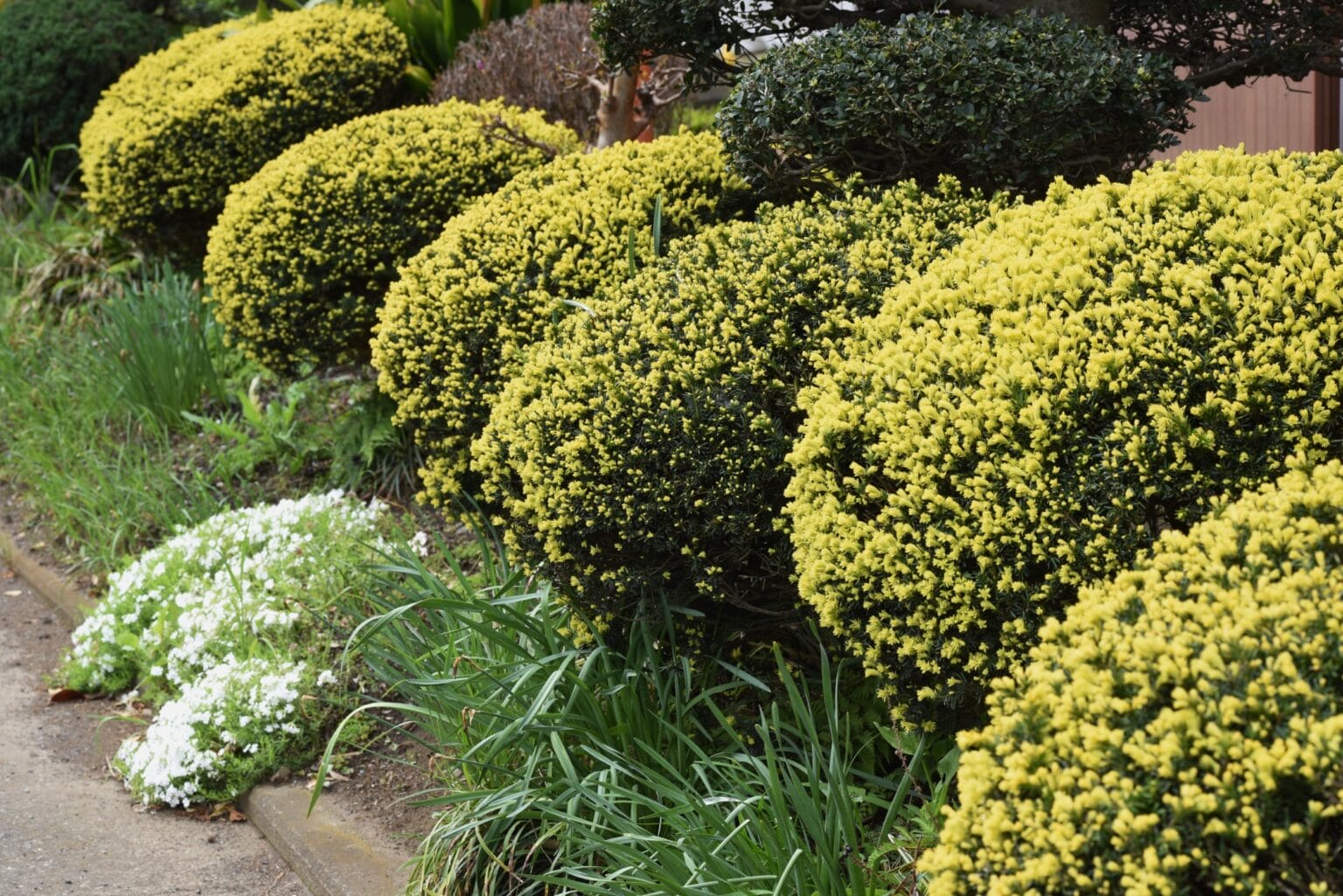Transform Your Garden with These 8 Beautiful Dwarf Shrubs