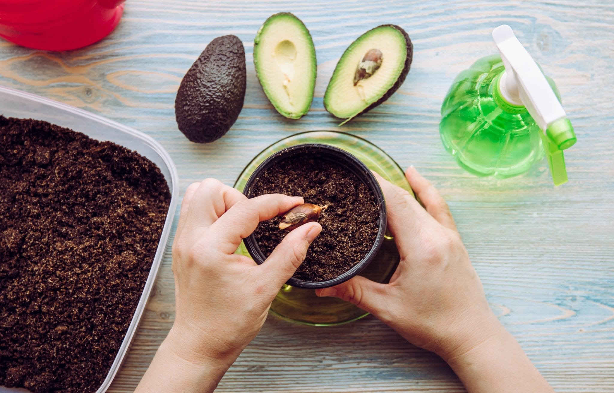 Indoor Avocado Plant Care Made Easy: Tips for Thriving Avocado Trees at ...
