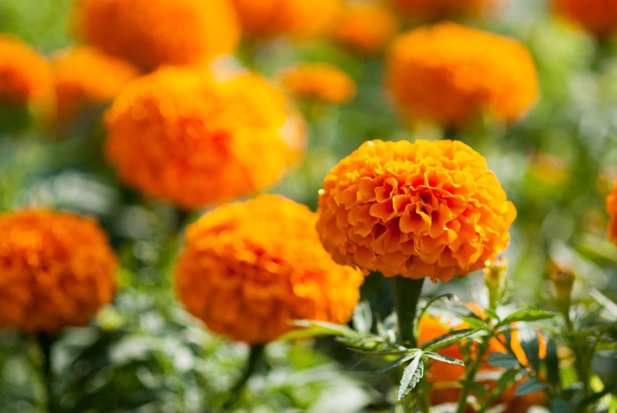 7 Stunning Fall Flowers You Can Grow on a Budget
