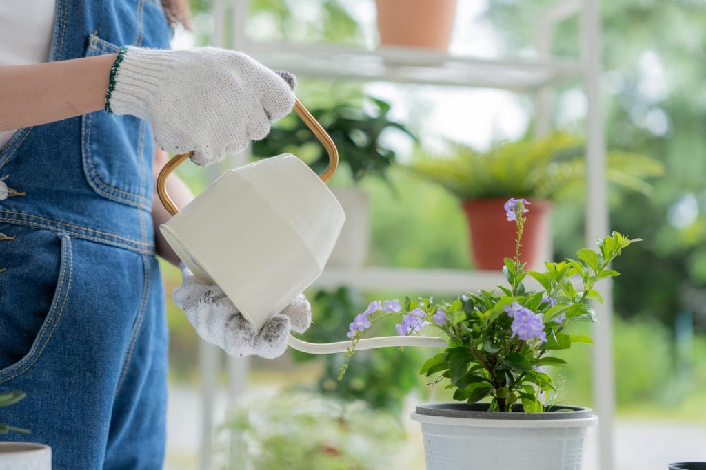 What Happens to Plants If You Use Enviro Ice on Them?