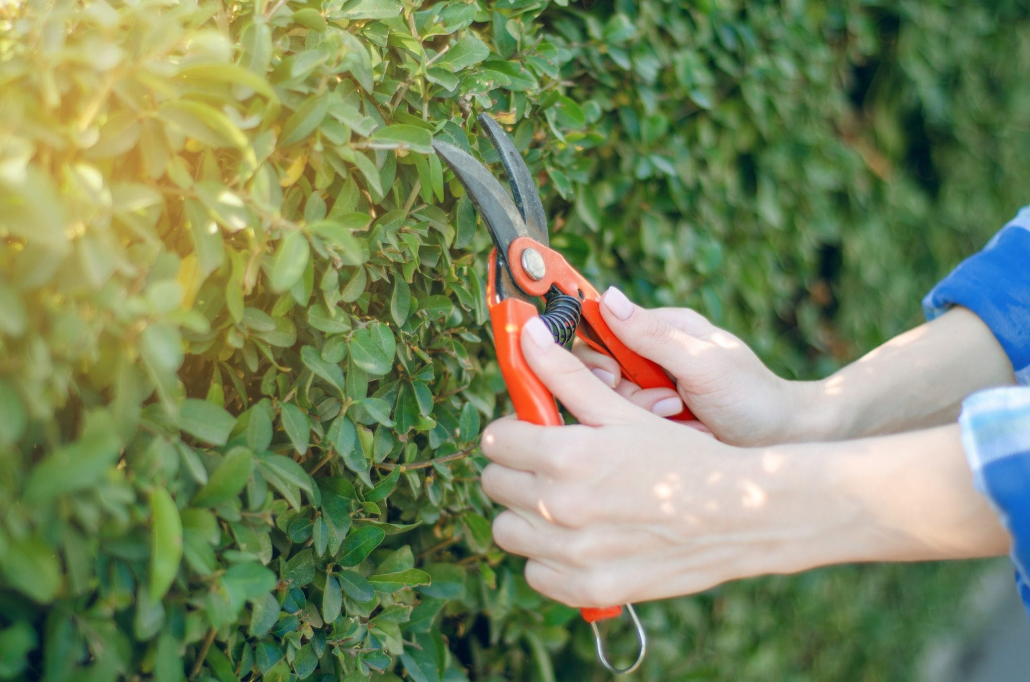 Why Fall Pruning Sets Trees Up for Spring Growth