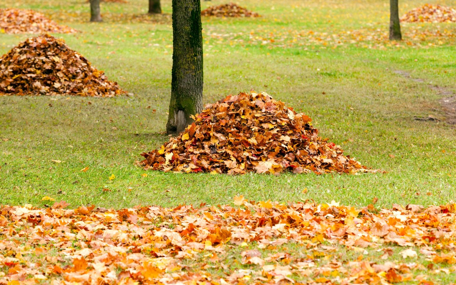 Why Leaf Piles Attract Beneficial Insects