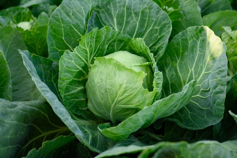 8 Cabbage Varieties That Tolerate Frost