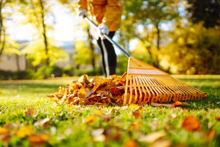 Should You Leave Fallen Leaves or Clean Them Up? The Real Answer