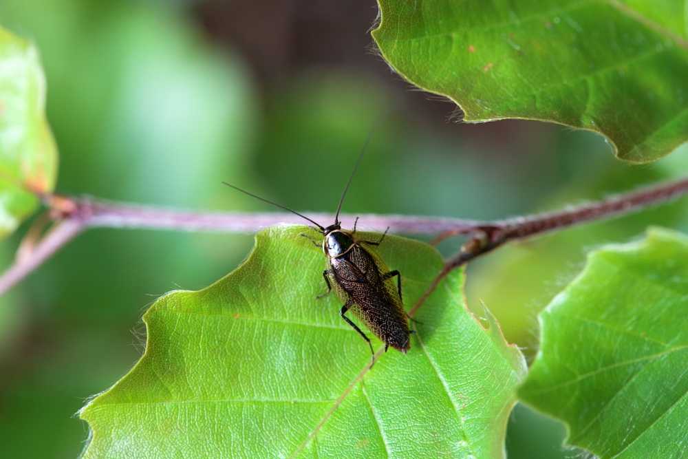 7 Pest Problems That Begin Long Before You See the…