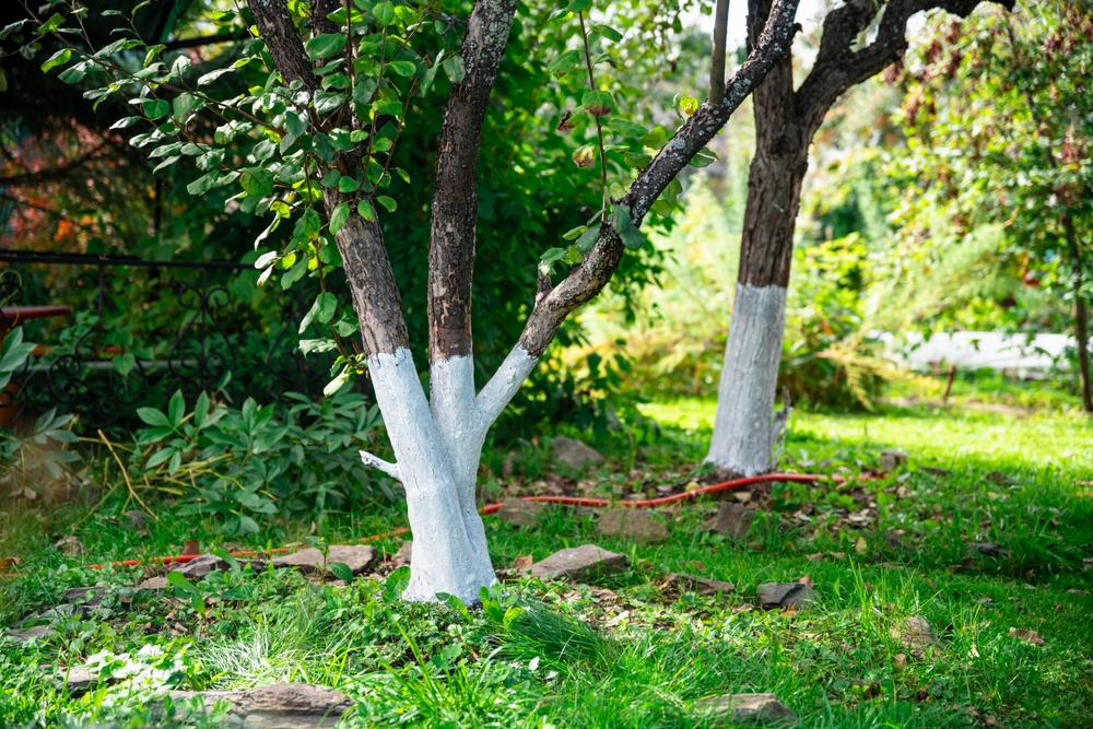 9 Fast Ways to Protect Young Trees From Windburn