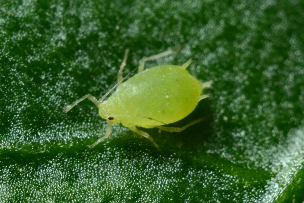 Experts Say Aphid Populations Are Surging Faster Than Expected in the ...