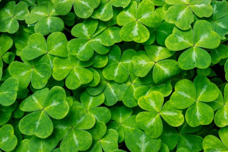 The No-Mow Gardening Trend Saving Homeowners Time and…